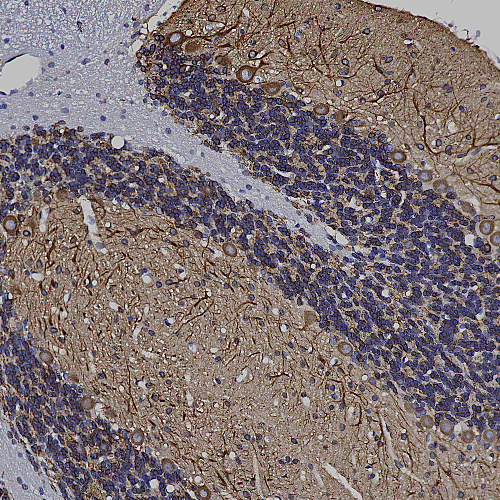 August 2024 News – EnCor Biotechnology