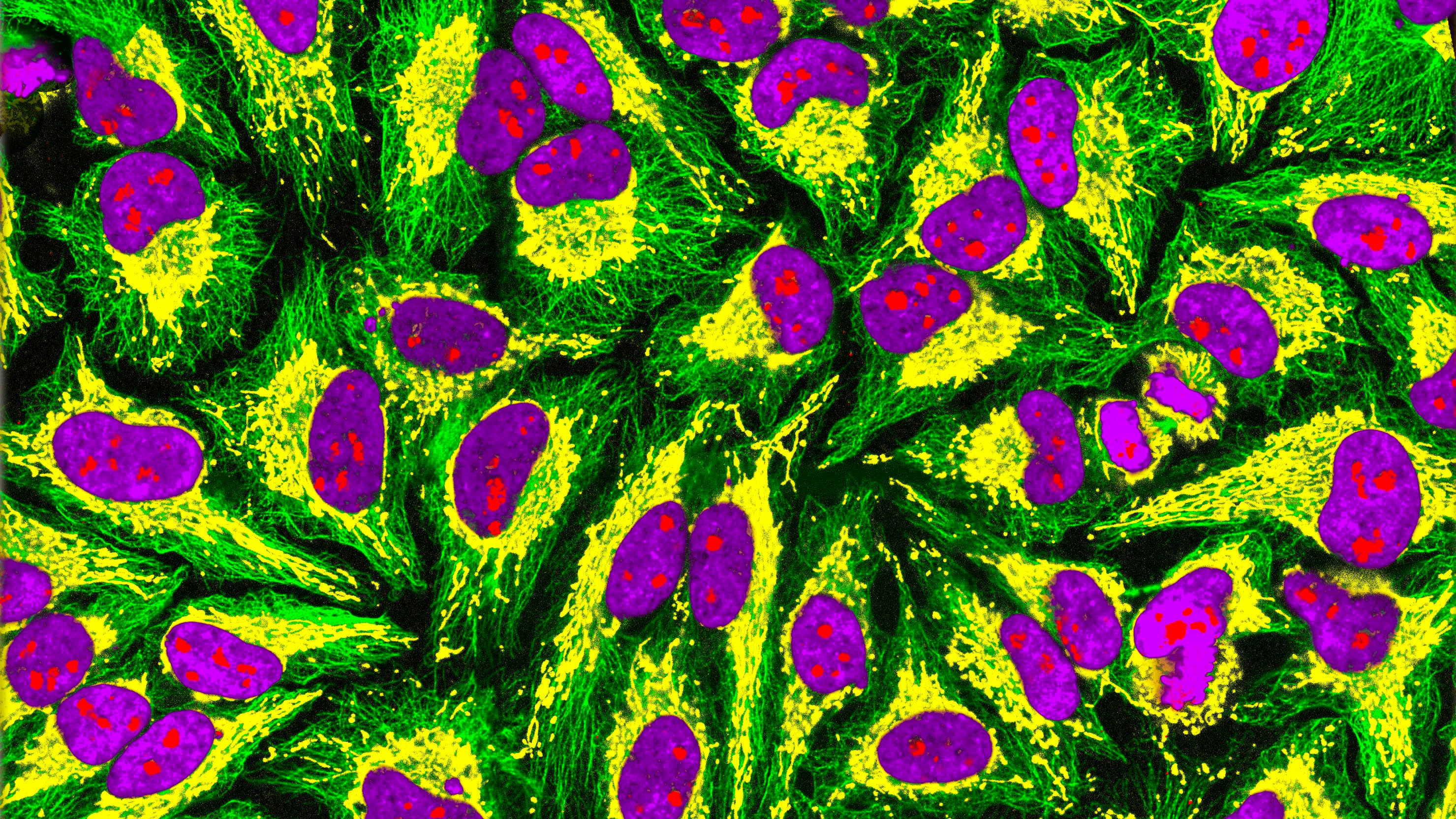 EnCor Biotechnology Homepage